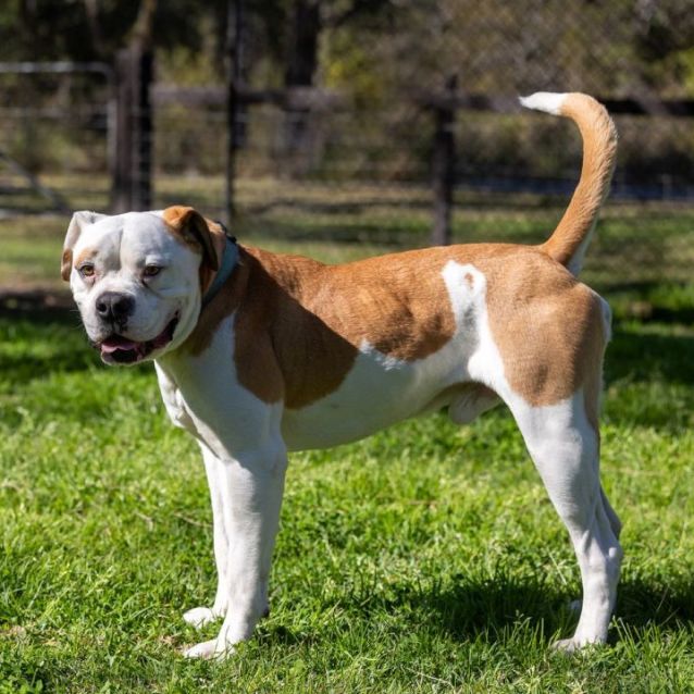 Boof - Medium Male American Bulldog Dog in NSW - PetRescue