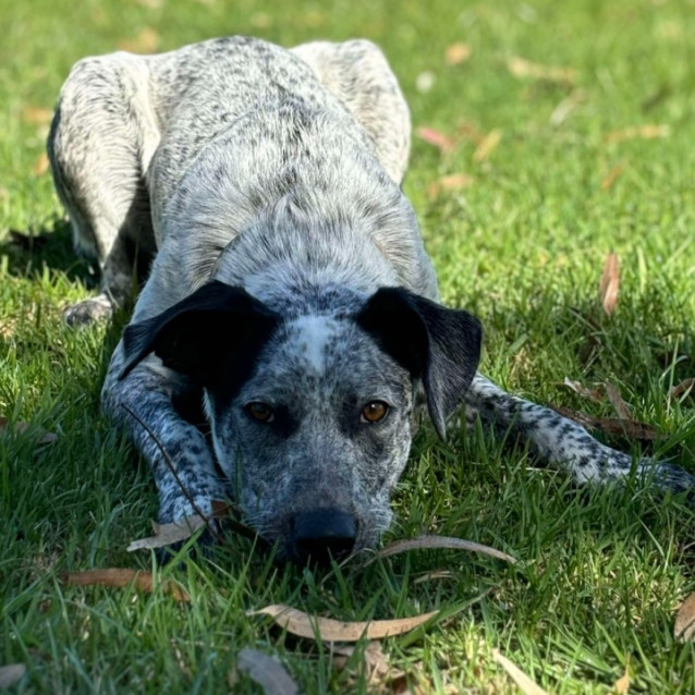 🎀 Monica 5585 🎀 - Large Female Australian Cattle Dog x German ...