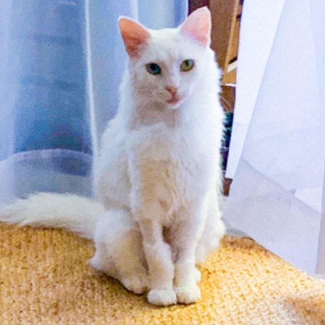 Fluffy Angel - Female Domestic Medium Hair Mix Cat in NSW - PetRescue