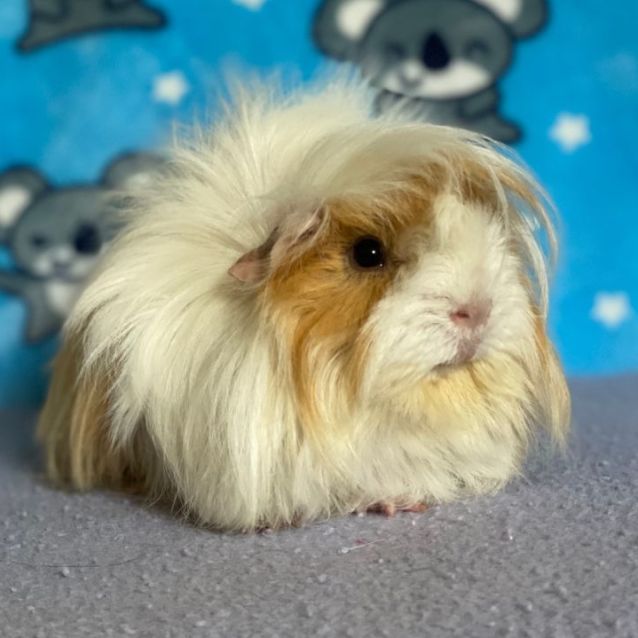 Ginger Ninja - Female Long-hair Sheba Mini-Yak Mix Guinea Pig in QLD ...