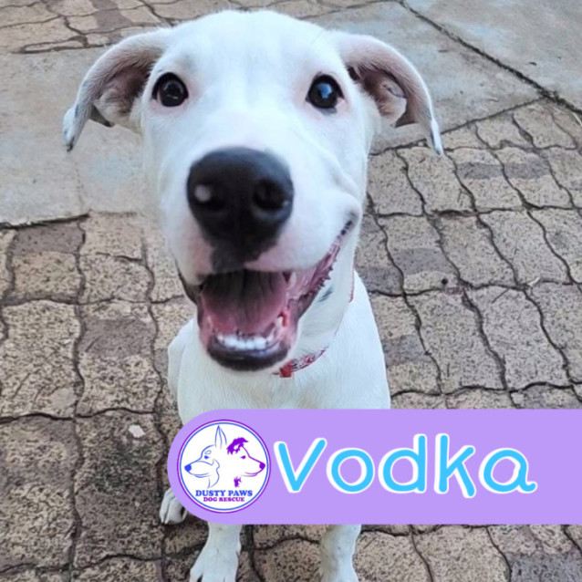 Vodka - Medium Male Australian Cattle Dog Mix Dog in SA - PetRescue