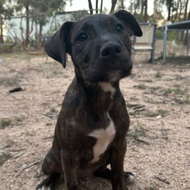 Linc - Medium Male Staffy Mix Dog in VIC - PetRescue