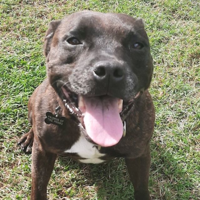 Bruiser - Medium Male Staffordshire Bull Terrier Dog in NSW - PetRescue