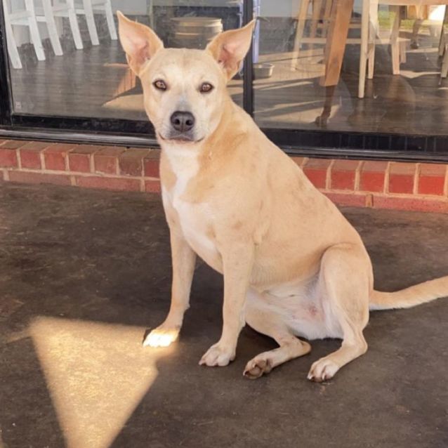 Bailee - Medium Female Kelpie x Labrador Mix Dog in VIC - PetRescue