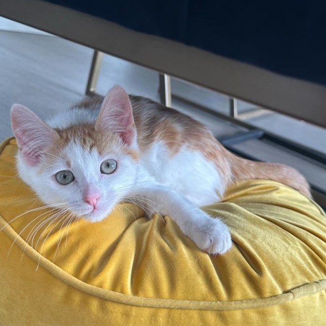 Victor - Male Domestic Short Hair (DSH) Cat in VIC - PetRescue