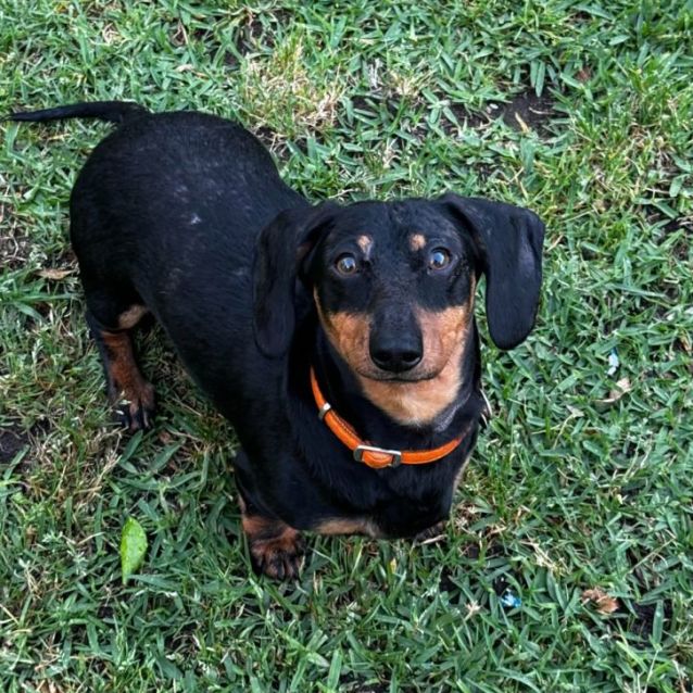 Snickers - Small Male Dachshund Dog in NSW - PetRescue
