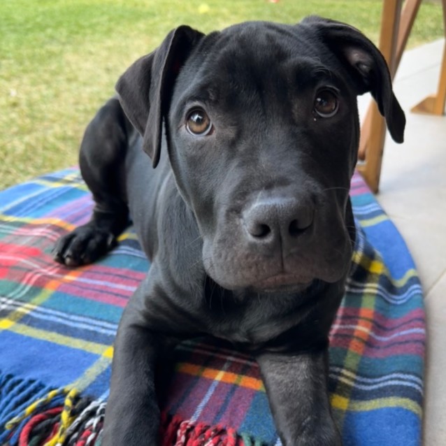 Barley Boy - Medium Male Staffordshire Bull Terrier x Border Collie x ...