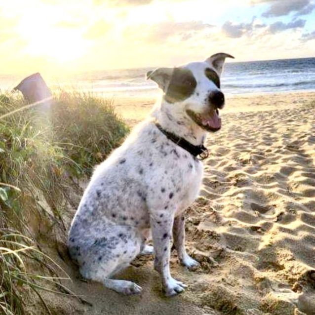 Shika - Medium Male Australian Cattle Dog Dog in NSW - PetRescue