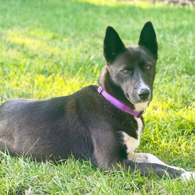 Suzie 🌷 - Medium Female Border Collie x Husky Mix Dog in VIC - PetRescue