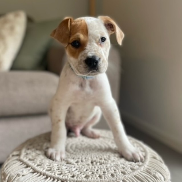 Sherbie - Medium Male Australian Cattle Dog x Staffordshire Bull ...