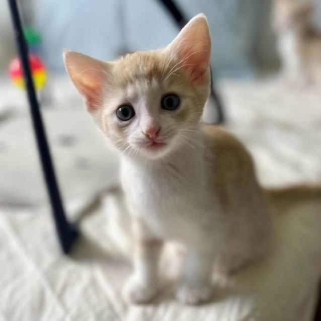 Sierra - Female Domestic Short Hair Mix Cat in QLD - PetRescue