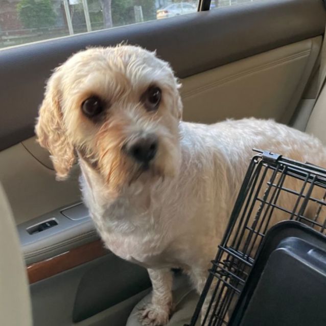 Coco - Medium Female Cavalier King Charles Spaniel x Poodle Dog in VIC ...