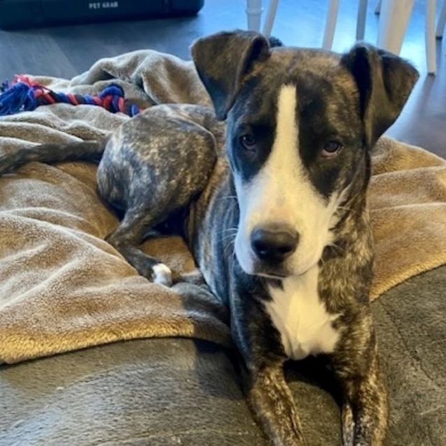 Biscotti - Large Male Bull Arab x Great Dane Mix Dog in VIC - PetRescue