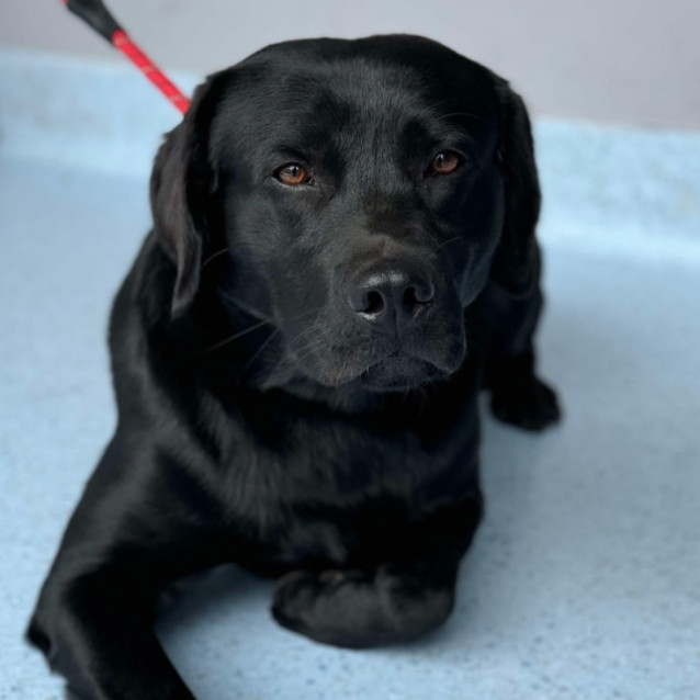 Vesemir - Large Male Labrador Retriever Dog in VIC - PetRescue