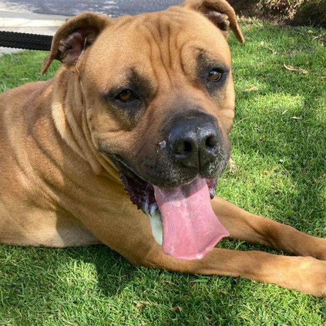 Zeke DL2868 - Large Male Staffy Mix Dog in WA - PetRescue