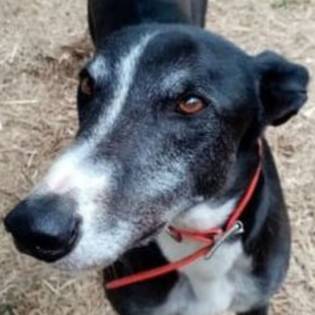 Percy - Large Male Greyhound Dog in VIC - PetRescue