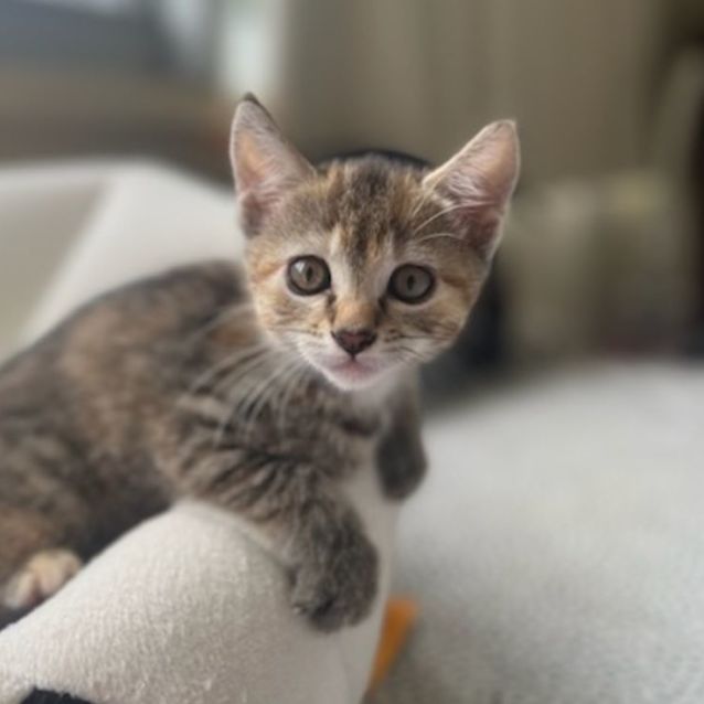 Maize - Female Domestic Short Hair Cat in QLD - PetRescue