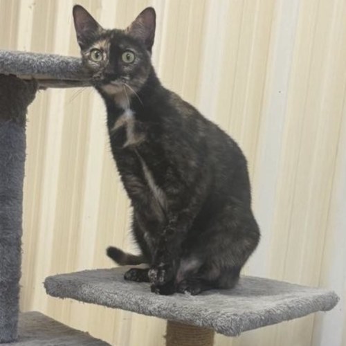 Karma's Place Rescue - PetRescue