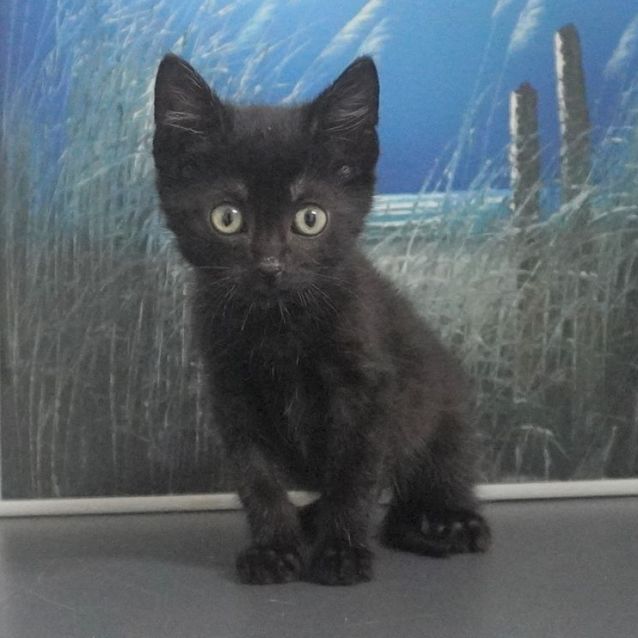 Dewey - Male Domestic Short Hair Cat in WA - PetRescue