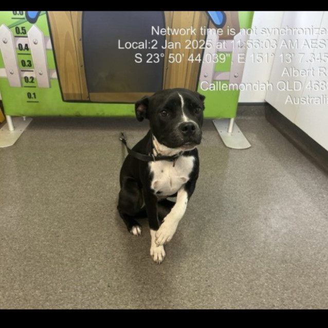 Maggie - Medium Female Boxer Mix Dog in QLD - PetRescue