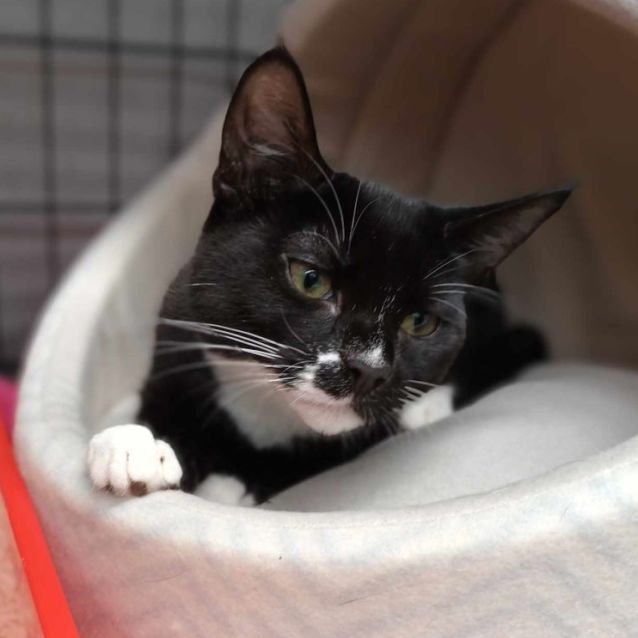 Coco ( Kitten ) **2nd Chance Cat Rescue** - Female Domestic Short Hair ...