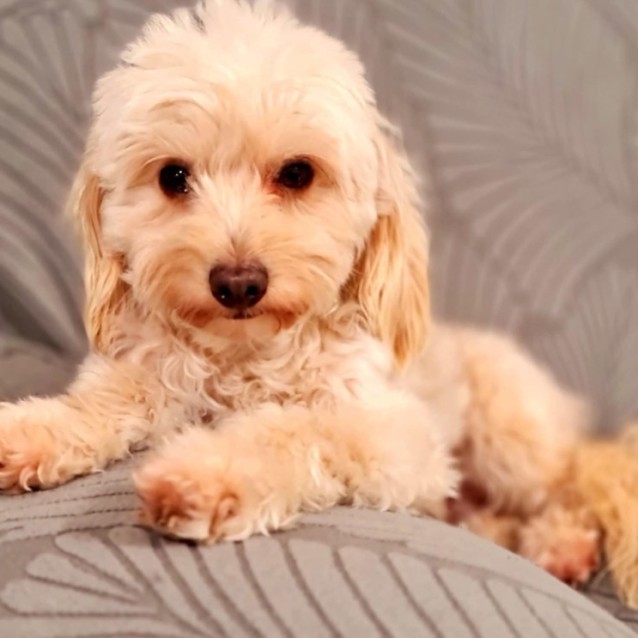 Ivory - Small Female Poodle (Toy) x Cocker Spaniel Mix Dog in QLD ...
