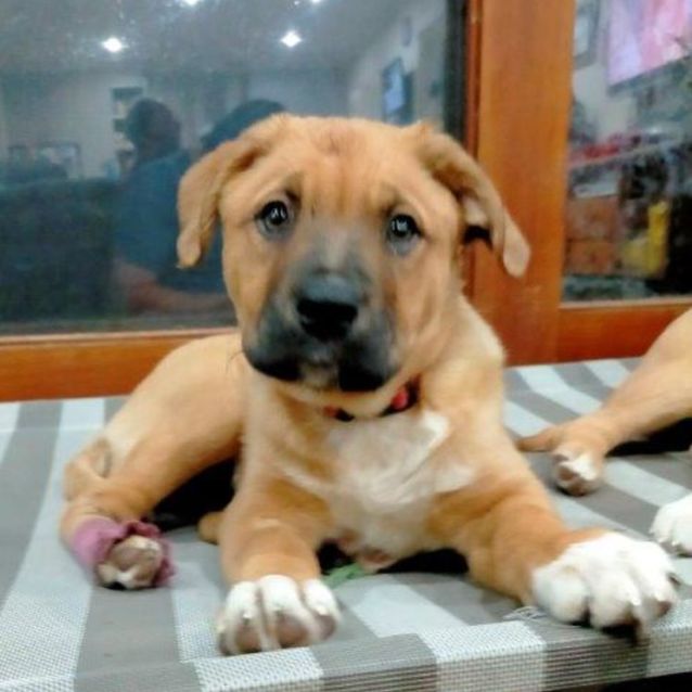 Fronsac - Medium Female Dogue De Bordeaux x Border Collie Mix Dog in ...