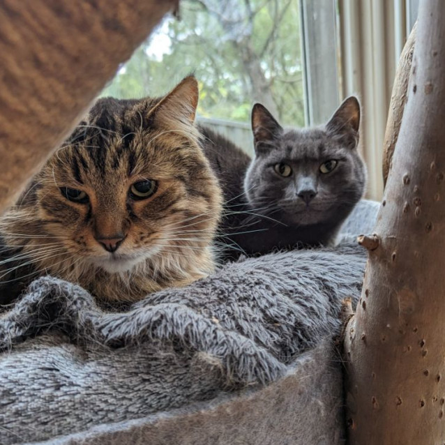 Geronimo & Koby - Male Domestic Short Hair Cat in VIC - PetRescue