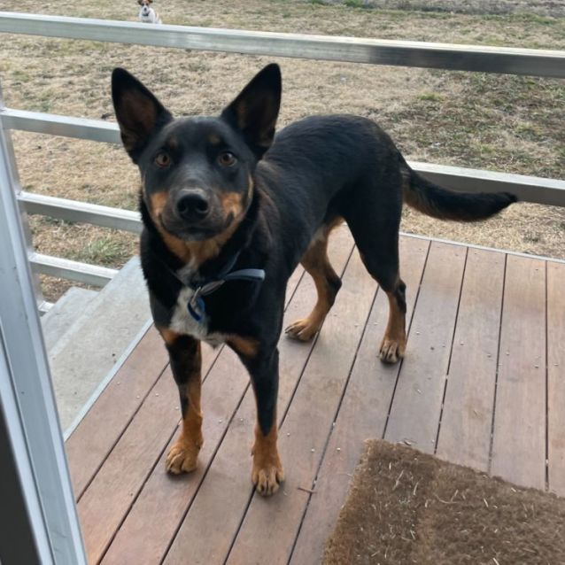 Perry - Medium Male Kelpie Dog in NSW - PetRescue