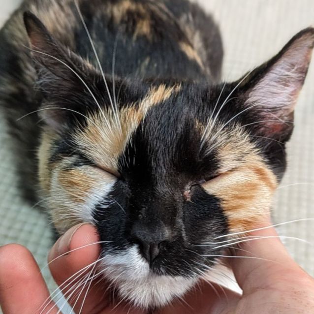 Doris - Female Domestic Short Hair Cat in NSW - PetRescue