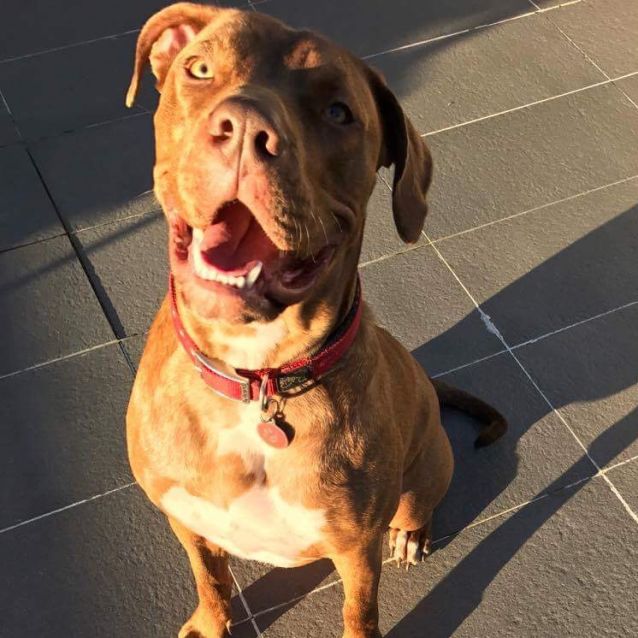 Doug - Large Male Dogue De Bordeaux x Great Dane Mix Dog in NSW - PetRescue