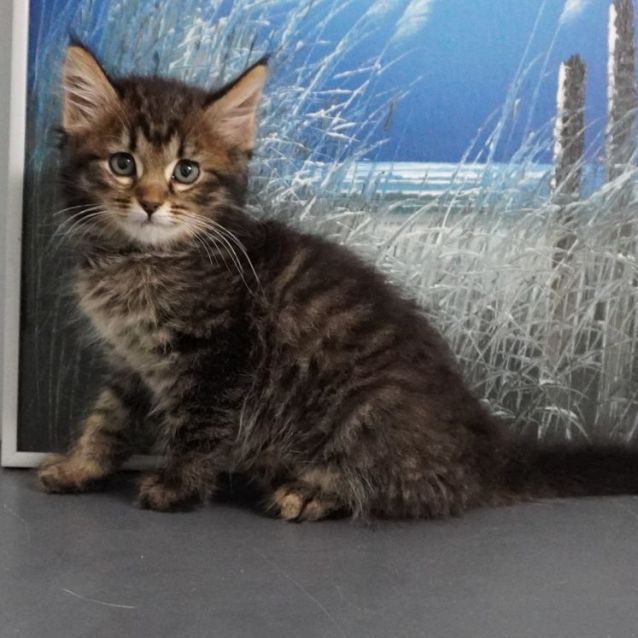 Darla - Female Maine Coon Mix Cat in WA - PetRescue