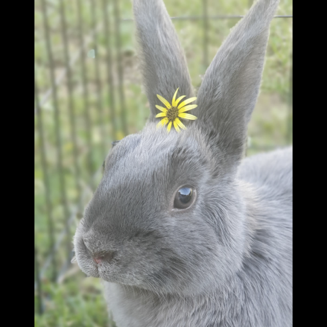 Veronica - Female Domestic Rabbit in VIC - PetRescue