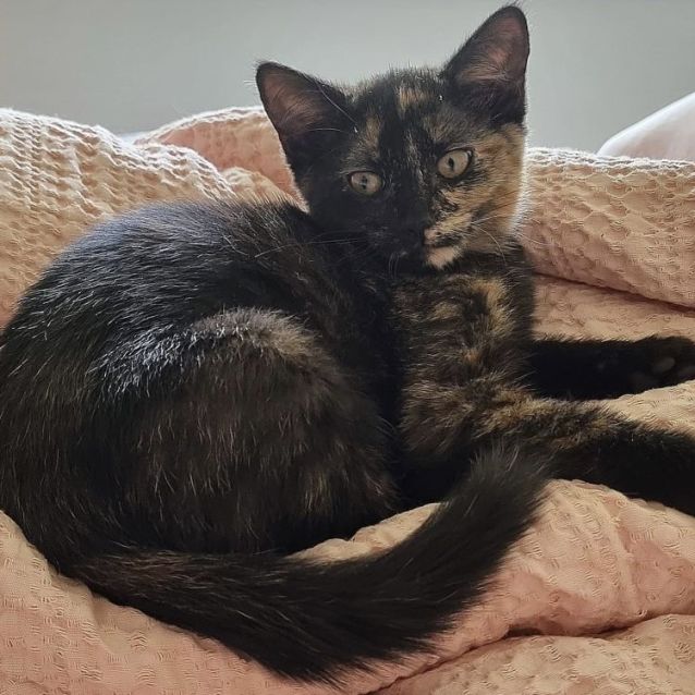 Jinx - Female Domestic Short Hair Cat in NSW - PetRescue