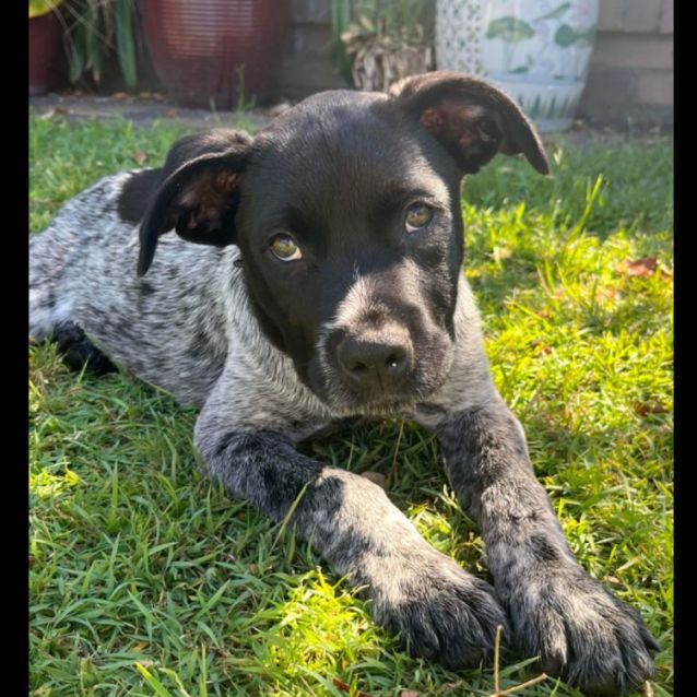 Yarra - Medium Male Smithfield Cattle Dog Dog in NSW - PetRescue