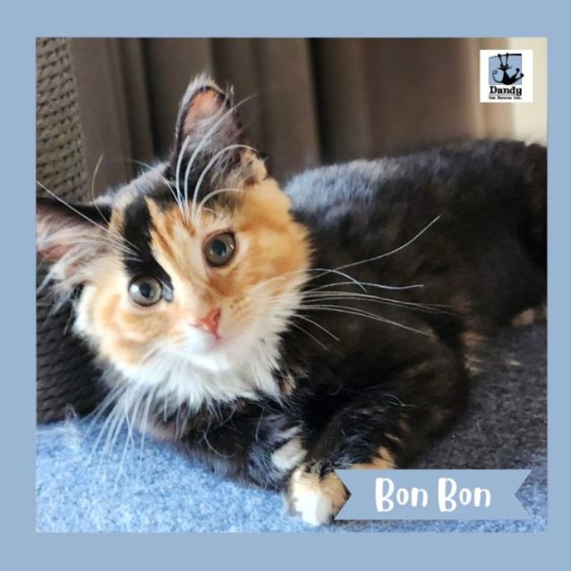 Bon Bon ^Dandy Cat Rescue^ - Female Domestic Medium Hair Cat in VIC ...