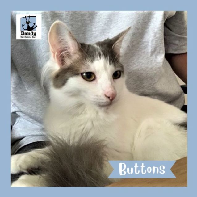 Buttons ^^Dandy Cat Rescue^^ - Male Domestic Medium Hair Cat in VIC ...