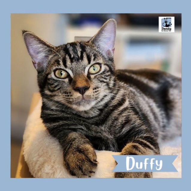 Duffy ^^Dandy Cat Rescue^^ - Male Domestic Short Hair Cat in VIC ...
