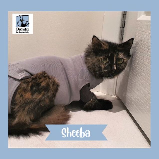 Sheeba ^^Dandy Cat Rescue^^ - Female Domestic Medium Hair Cat in VIC ...