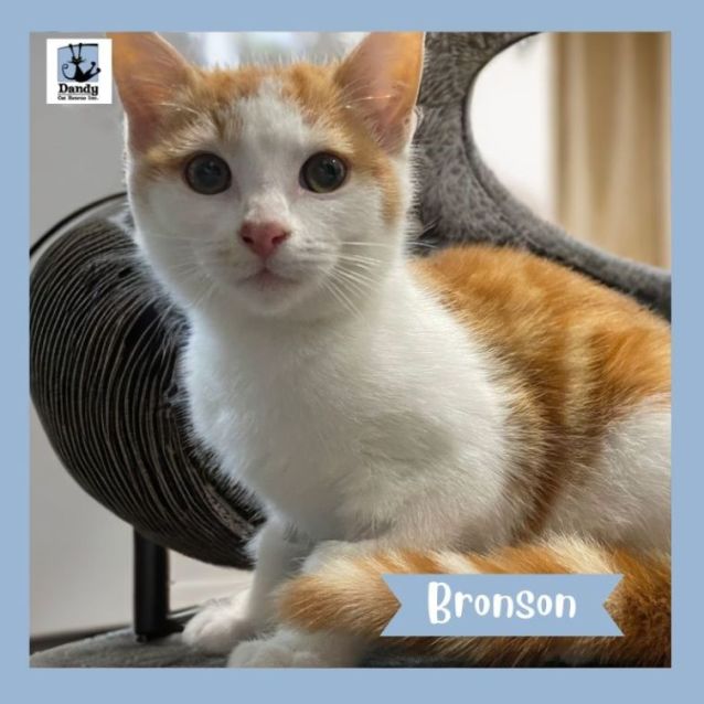 Bronson ^^Dandy Cat Rescue^^ - Male Domestic Short Hair Cat in VIC ...