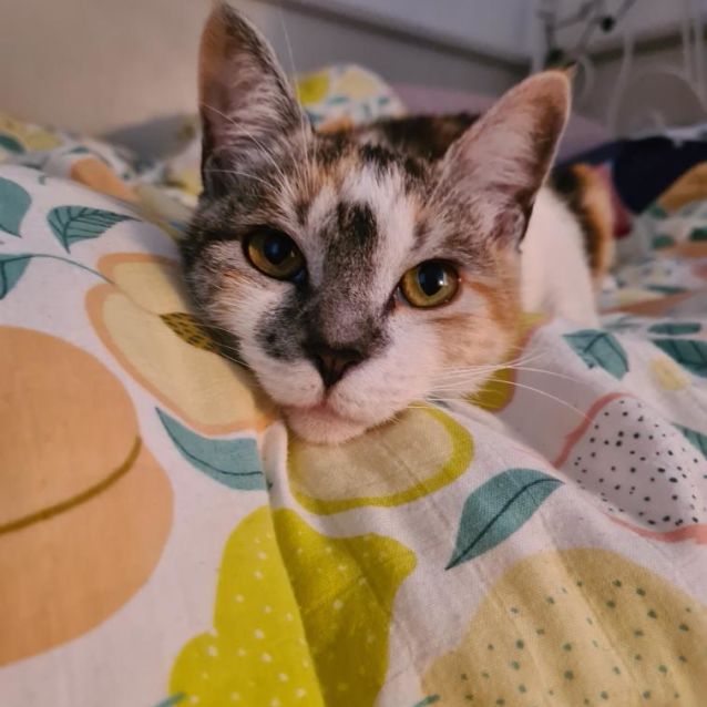 Princess Flicky - Female Domestic Medium Hair Cat in NSW - PetRescue