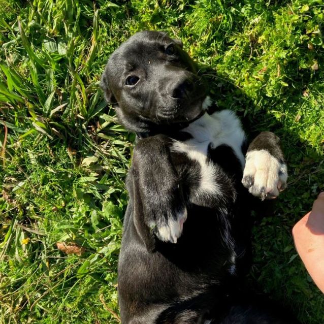 Rosie - Medium Female Labrador x Staffy Mix Dog in NSW - PetRescue