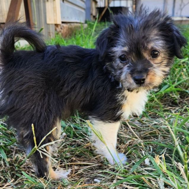 Skye - Small Female Silky Terrier Mix Dog in QLD - PetRescue