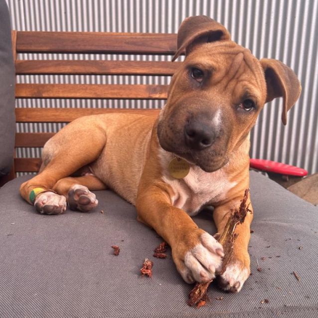 Ivan - Medium Male Kelpie x Shar-Pei Mix Dog in VIC - PetRescue