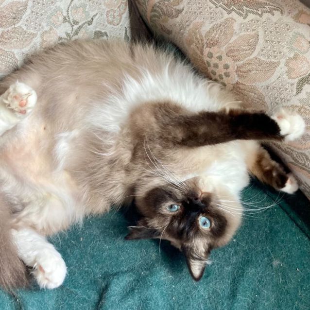 Jack - Male Ragdoll x Snowshoe x Siamese Mix Cat in QLD - PetRescue