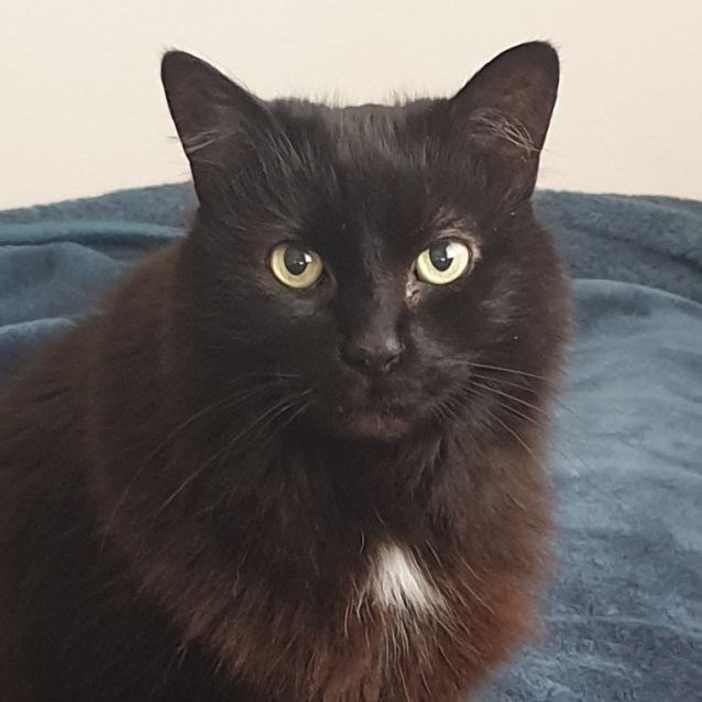 Dottie - Located in Ferntree Gully - Female Domestic Medium Hair Cat in ...