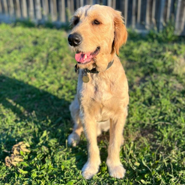 Ronaldo - Medium Male Poodle x Golden Retriever Mix Dog in VIC - PetRescue