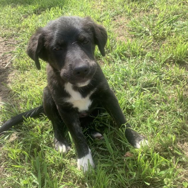 Rosie - Large Female Labrador x Maremma Sheepdog Mix Dog in ACT - PetRescue