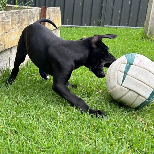 Stout - Medium Male Kelpie x Huntaway Mix Dog in VIC - PetRescue