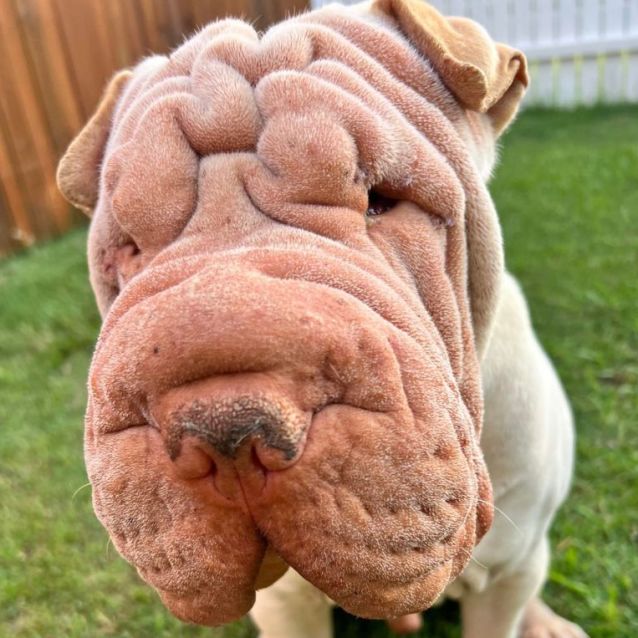 Clubbie - Medium Male Shar-Pei Dog in QLD - PetRescue